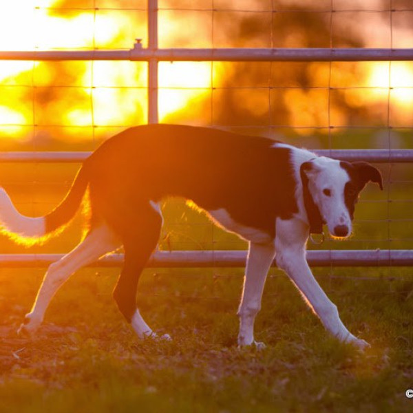 Junghunde: "Junge Wilde"